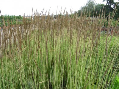 Graminacee ornamentali: la scelta estiva per il tuo giardino | Greggio ...